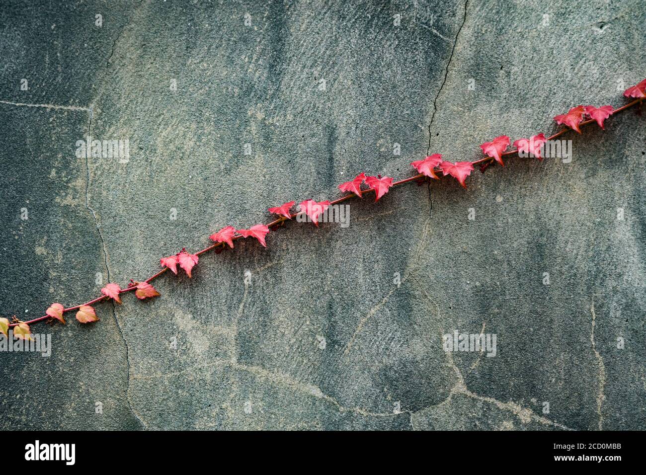 ivy leaves turning red on a grey concrete grunge wall background Stock ...
