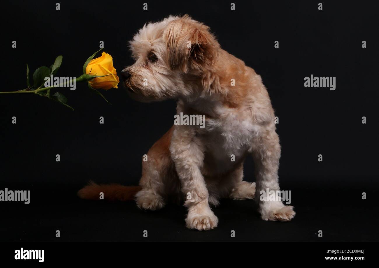 Cute puppy smelling a rose flower against a black background Stock ...