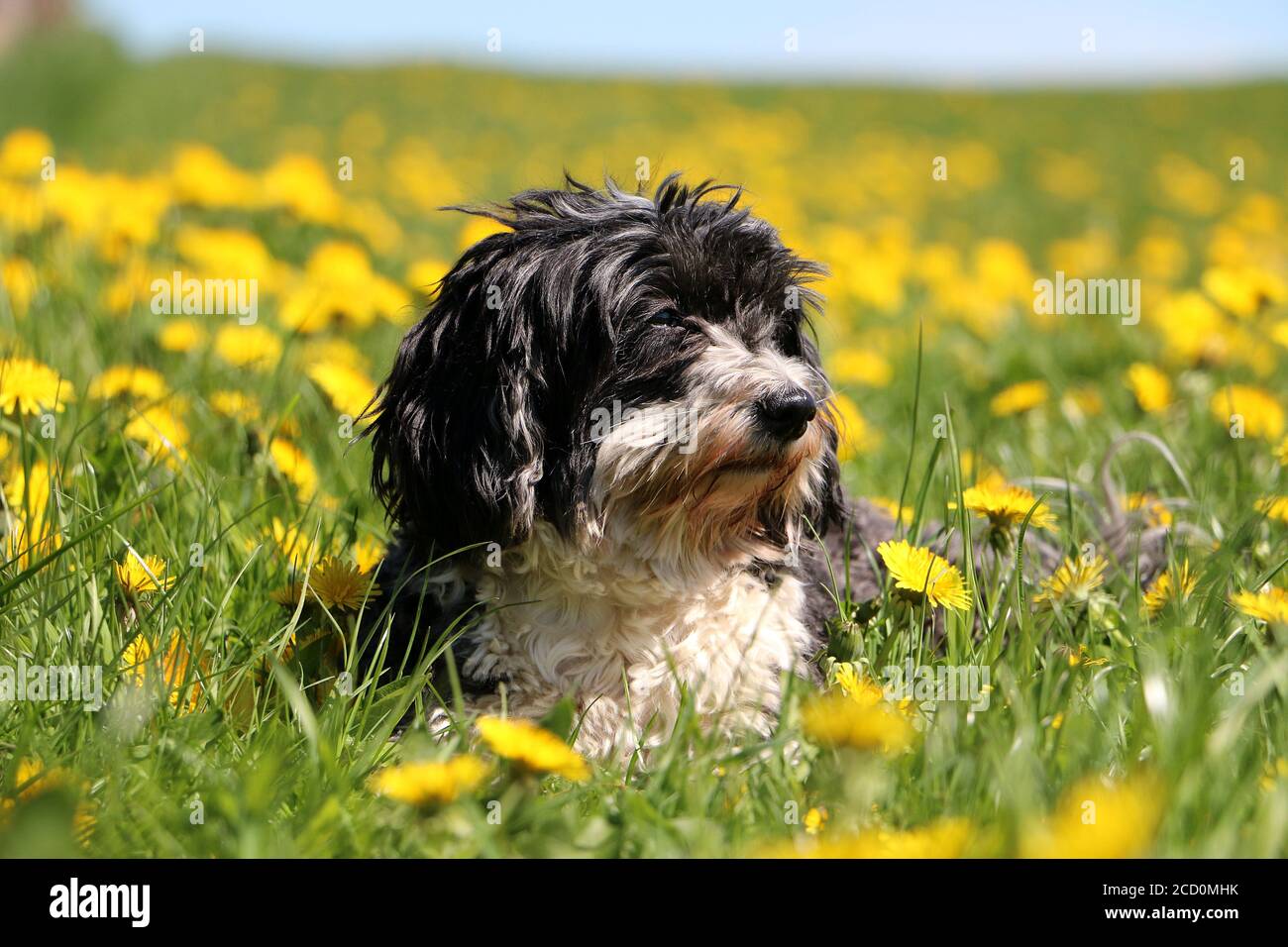 Closeup shot of a cute havanese dog sitting in a beautiful field of ...