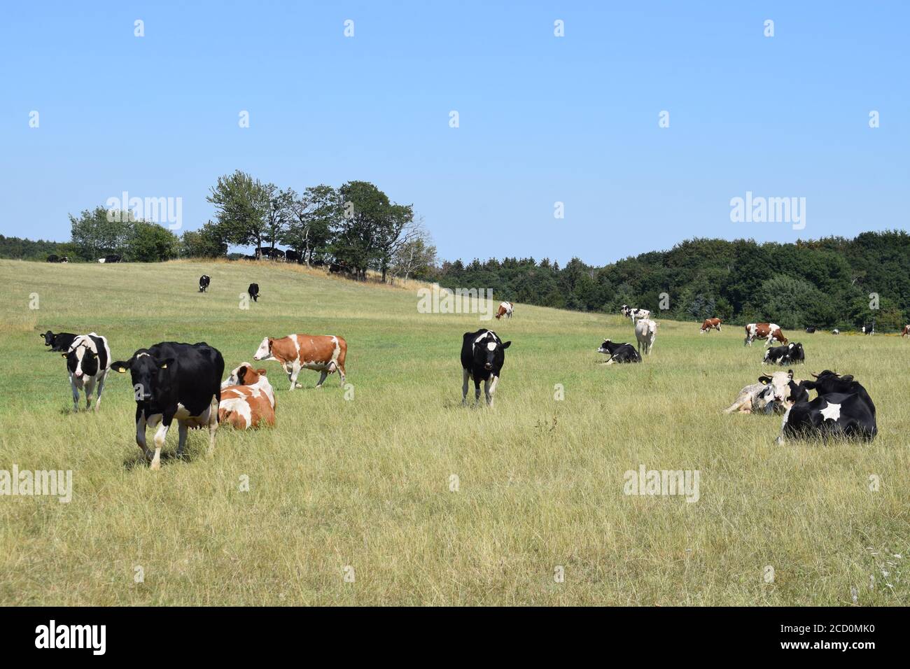 cows on the grassland Stock Photo - Alamy