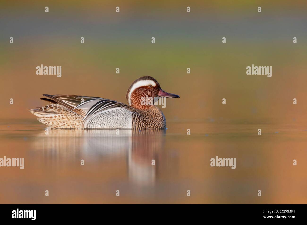 Garganey (Anas querquedula), side view of a drake swimming in a pond ...