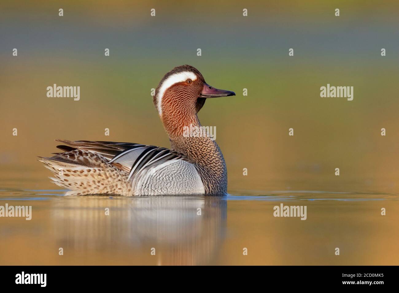 Garganey (Anas querquedula), side view of a drake displaying in a pond ...