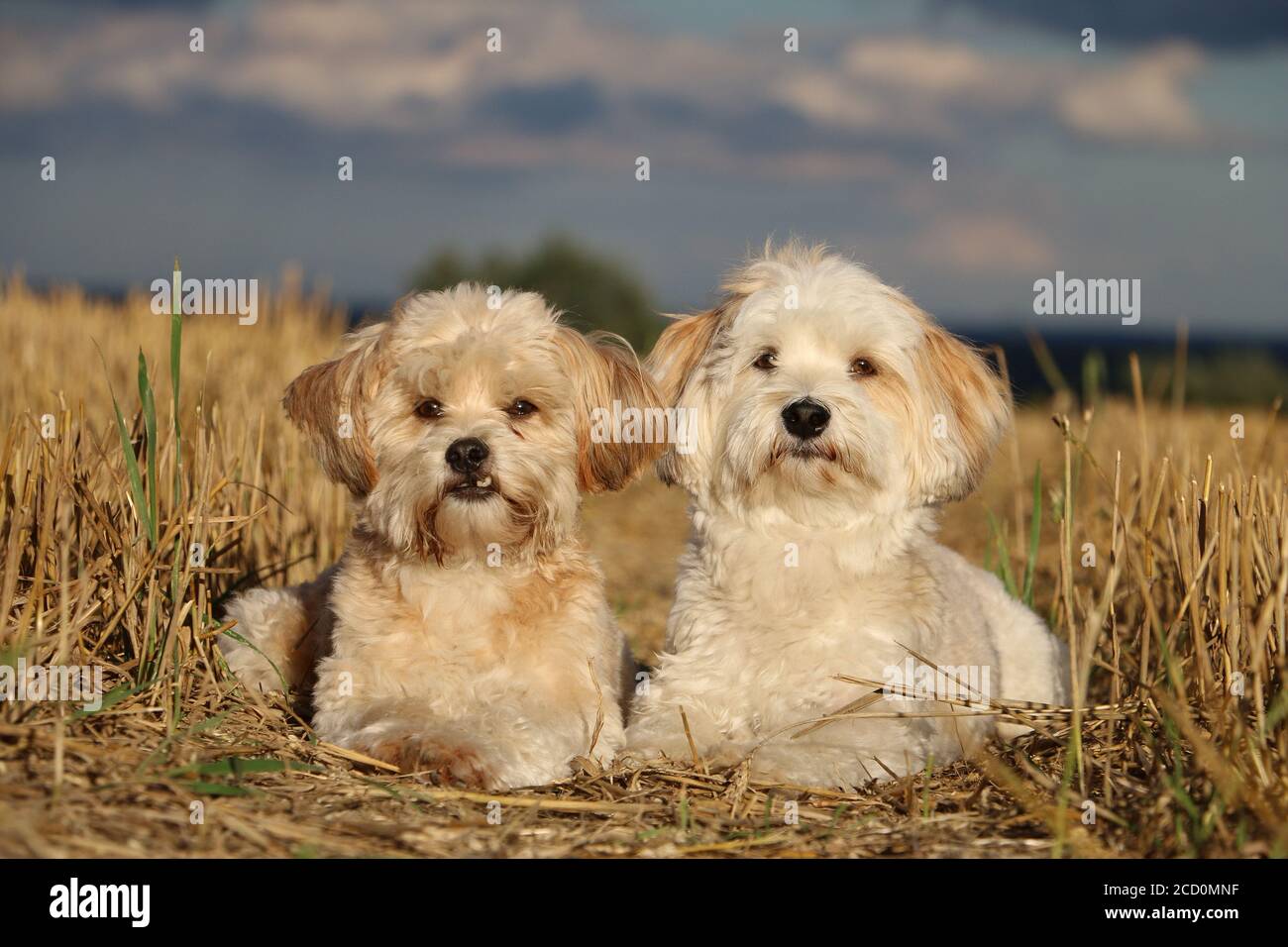 Maltipoos hi-res stock photography and images - Alamy