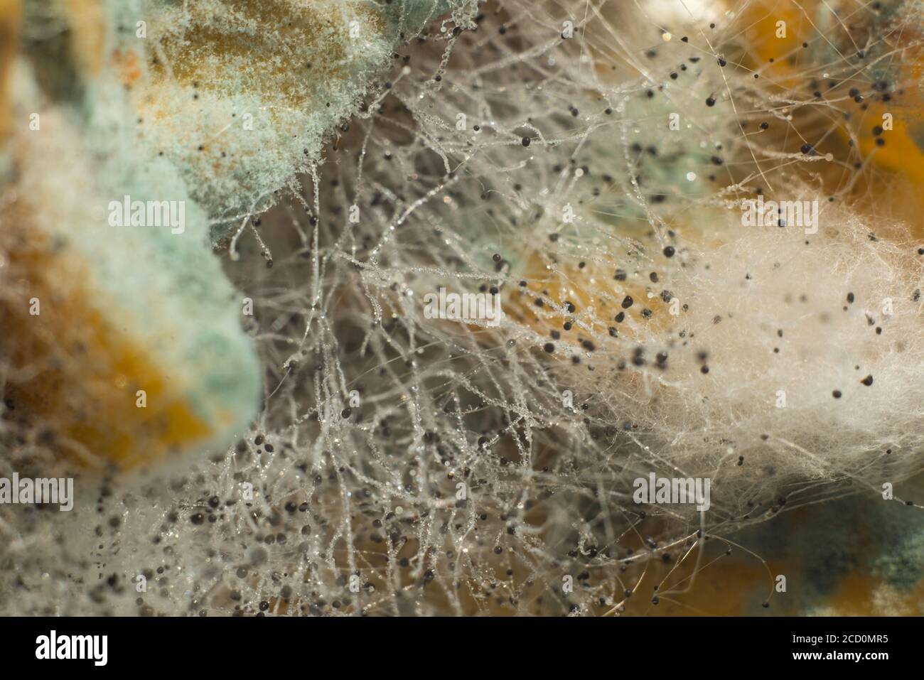 macro photography close-up of penicillin, green mold, white fluff of ...