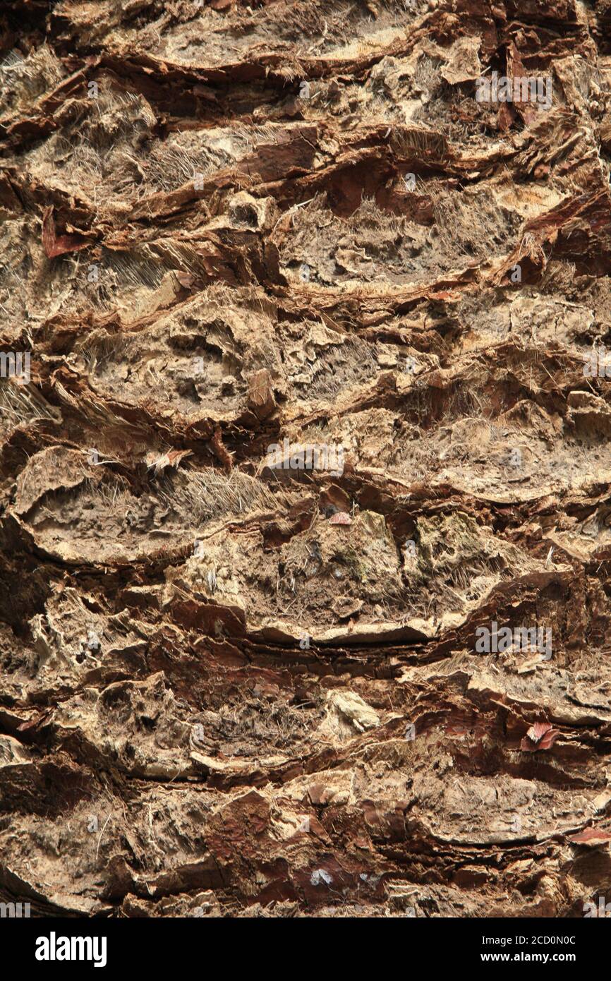 Palmenblaetter hi-res stock photography and images - Alamy