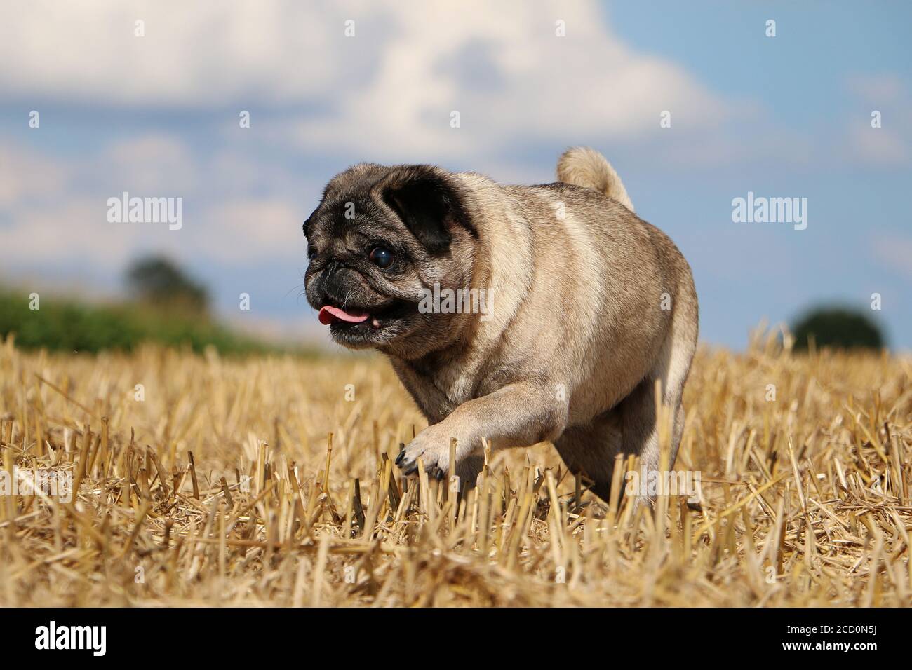 Cute pug walking in the grain field Stock Photo - Alamy