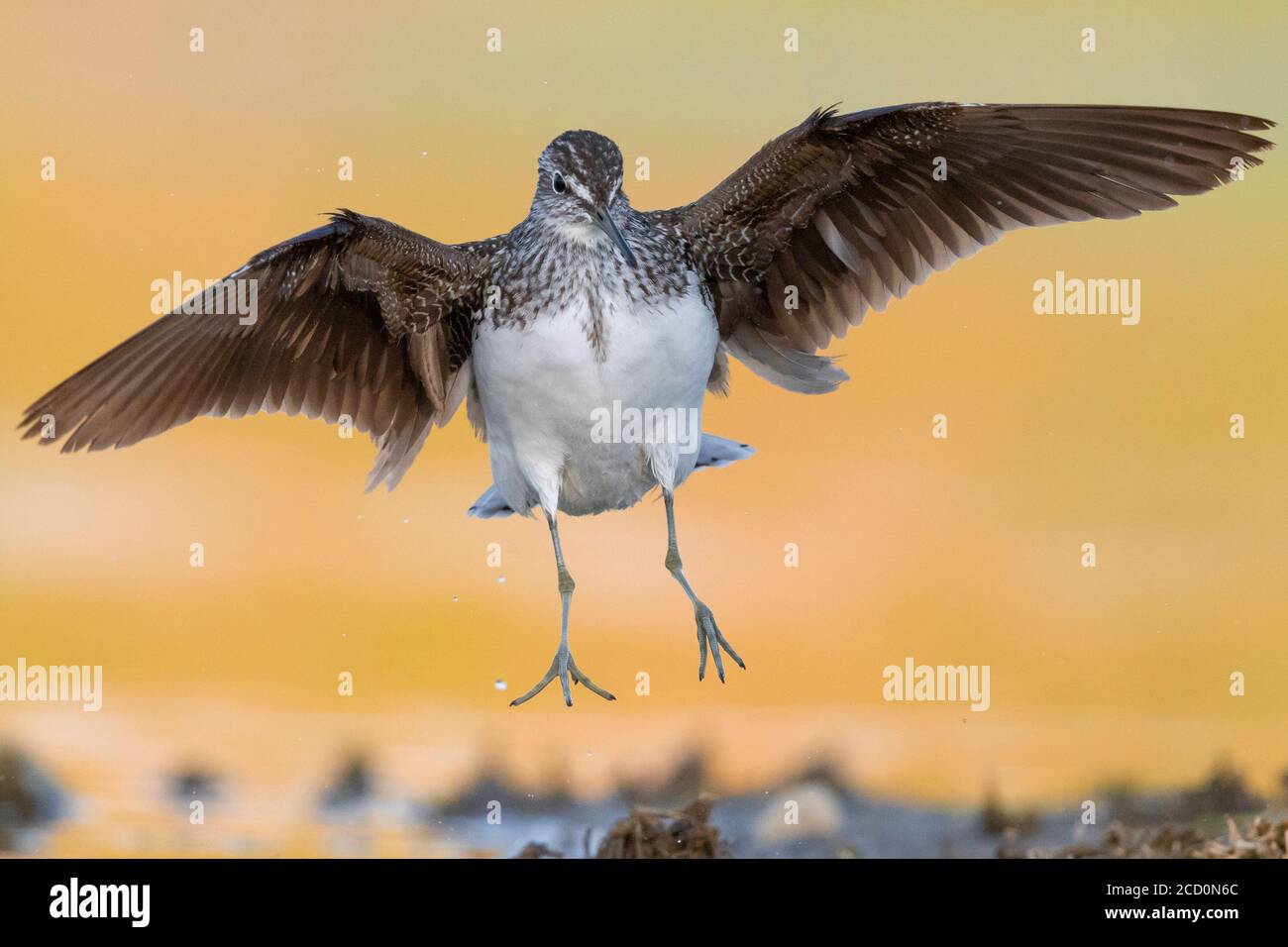 Green Sandpiper (Tringa ochropus), front view of an adult in flight ...