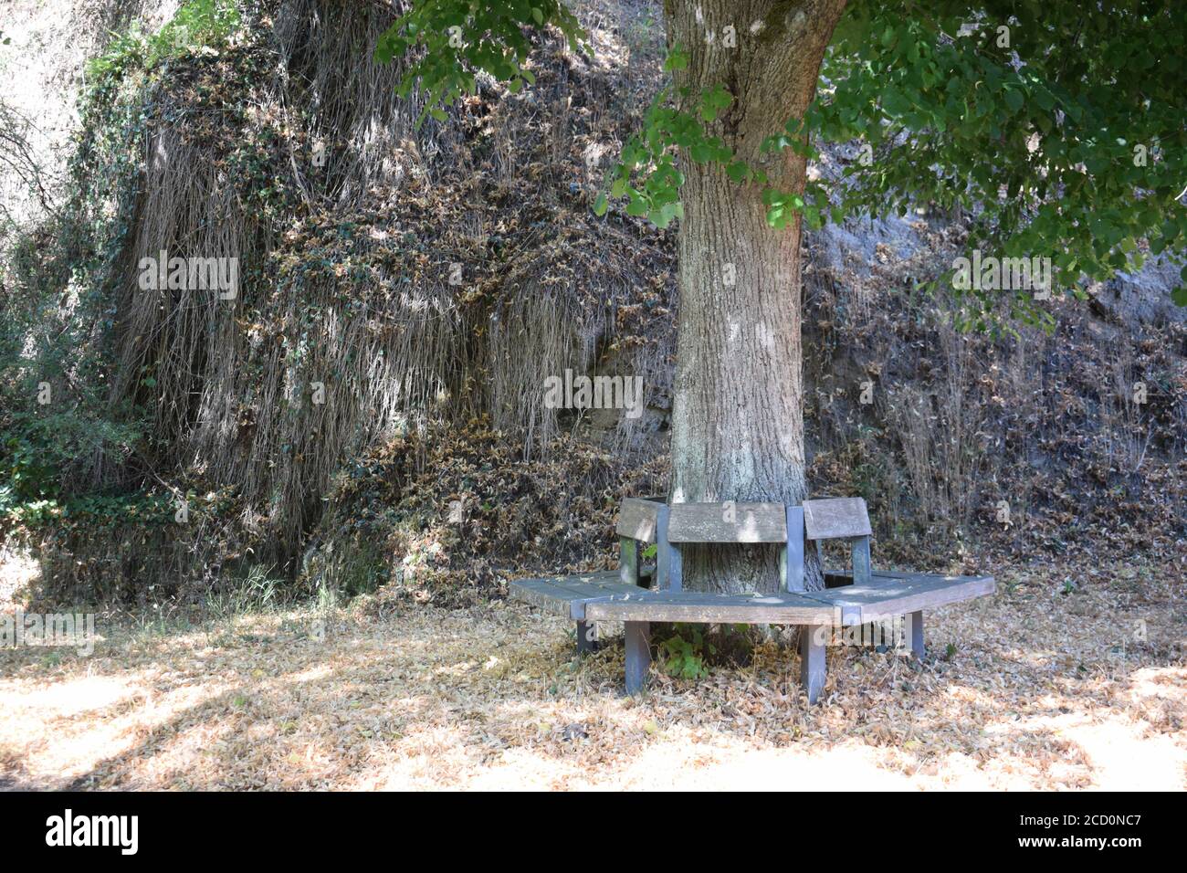Bank under tree in summer bench under a tree hi-res stock photography ...