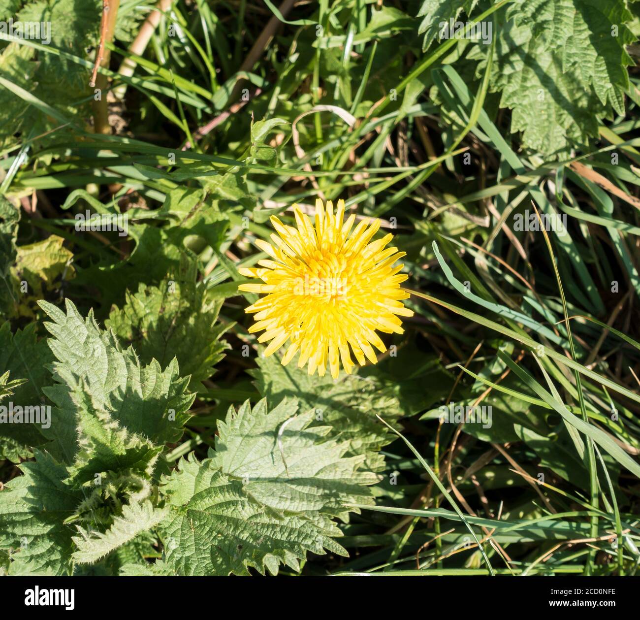 Yellow dandelion flower Stock Photo - Alamy