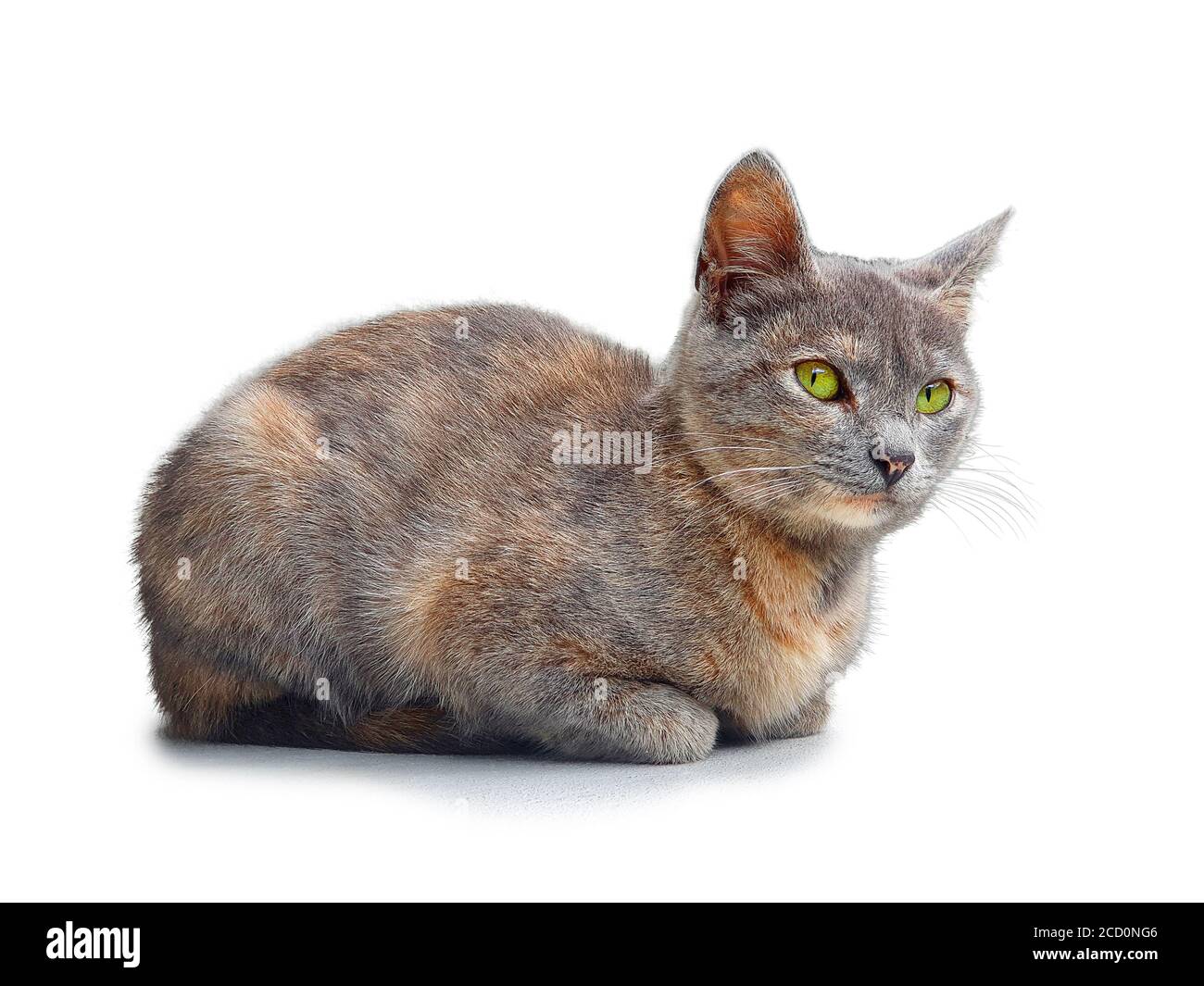 Young cat with green eyes and with curled paws and curled tail isolated ...