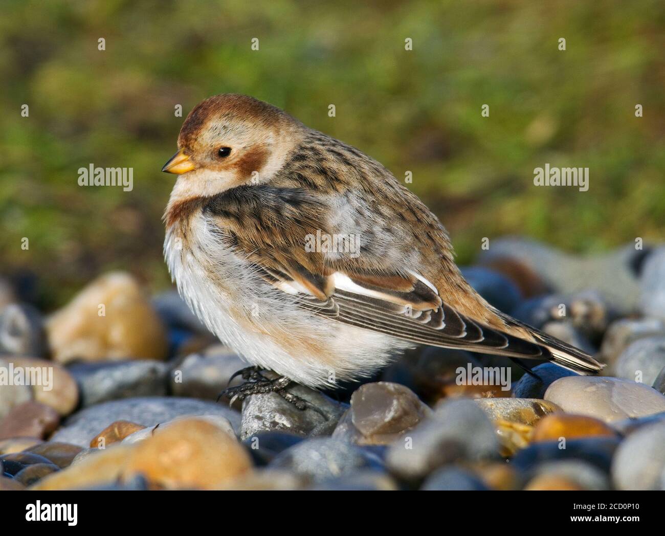 Dark plumage hi-res stock photography and images - Alamy