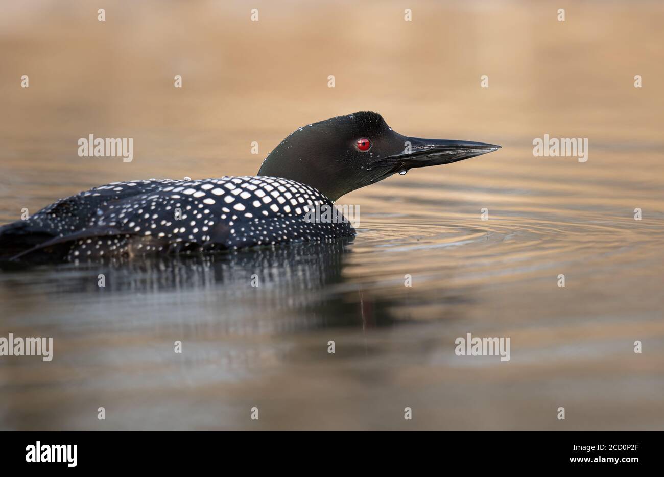 Canadian loon in the wild Stock Photo - Alamy