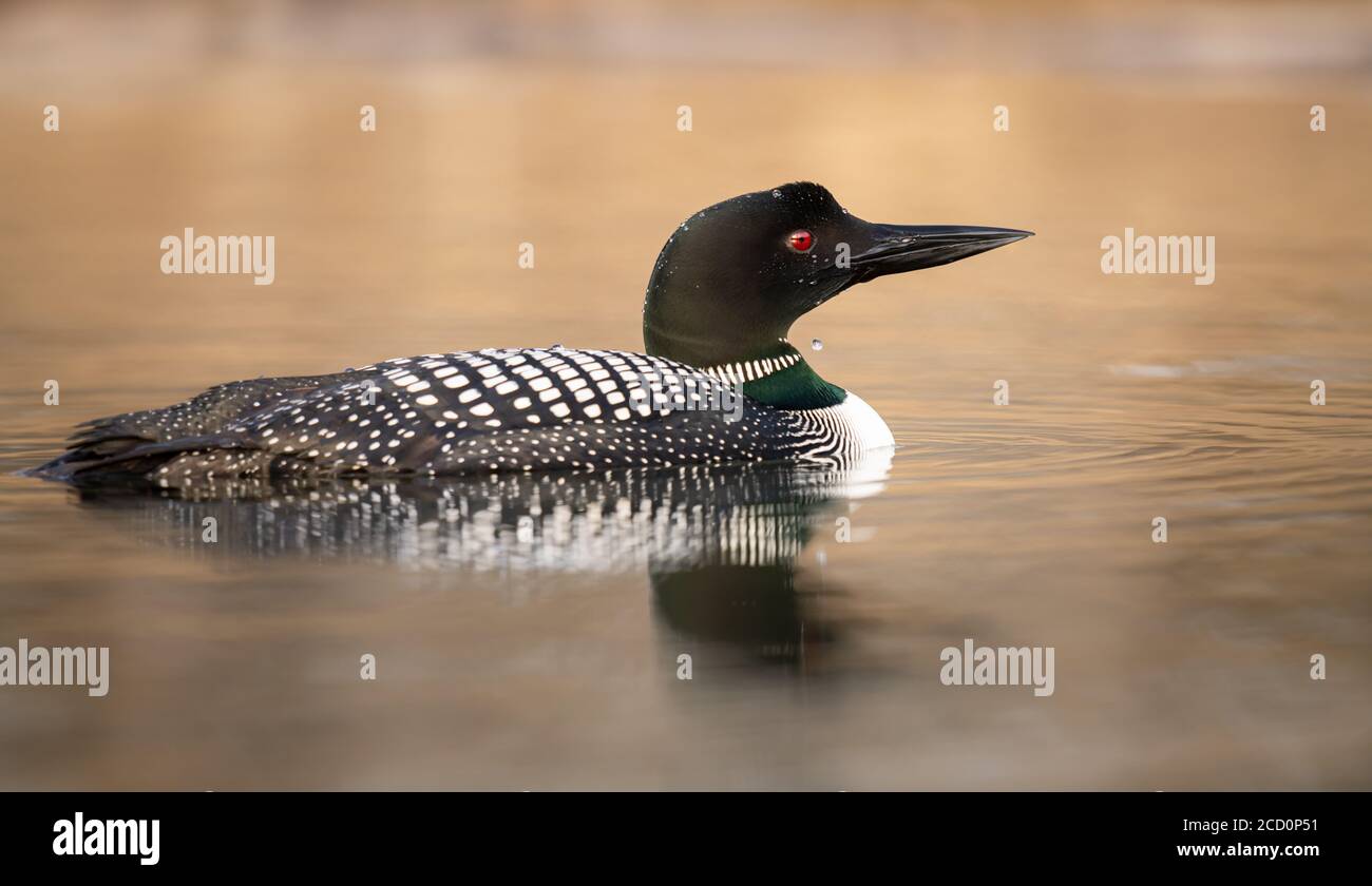 Canadian loon in the wild Stock Photo - Alamy