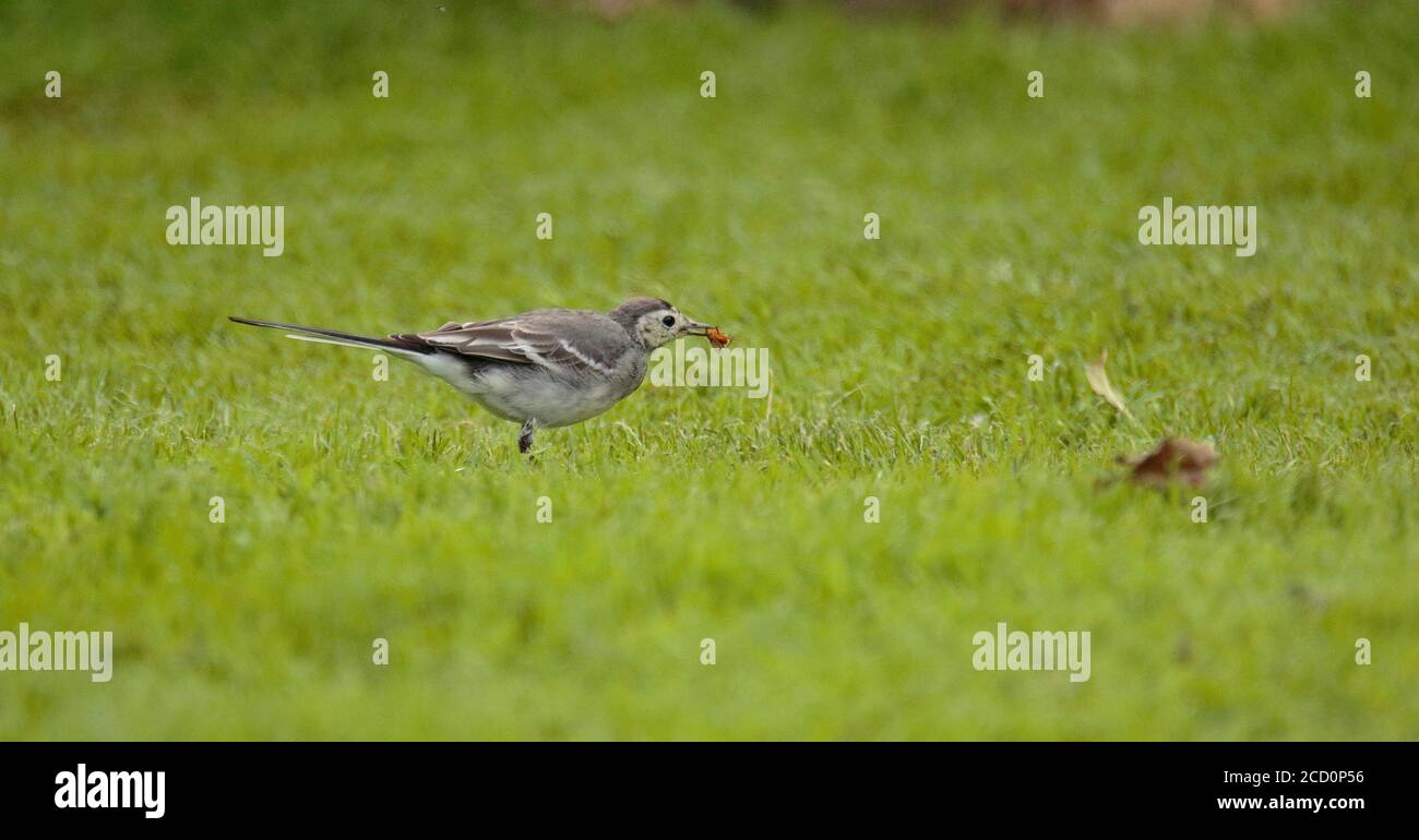 Pied Wagtail chasing insects Stock Photo - Alamy