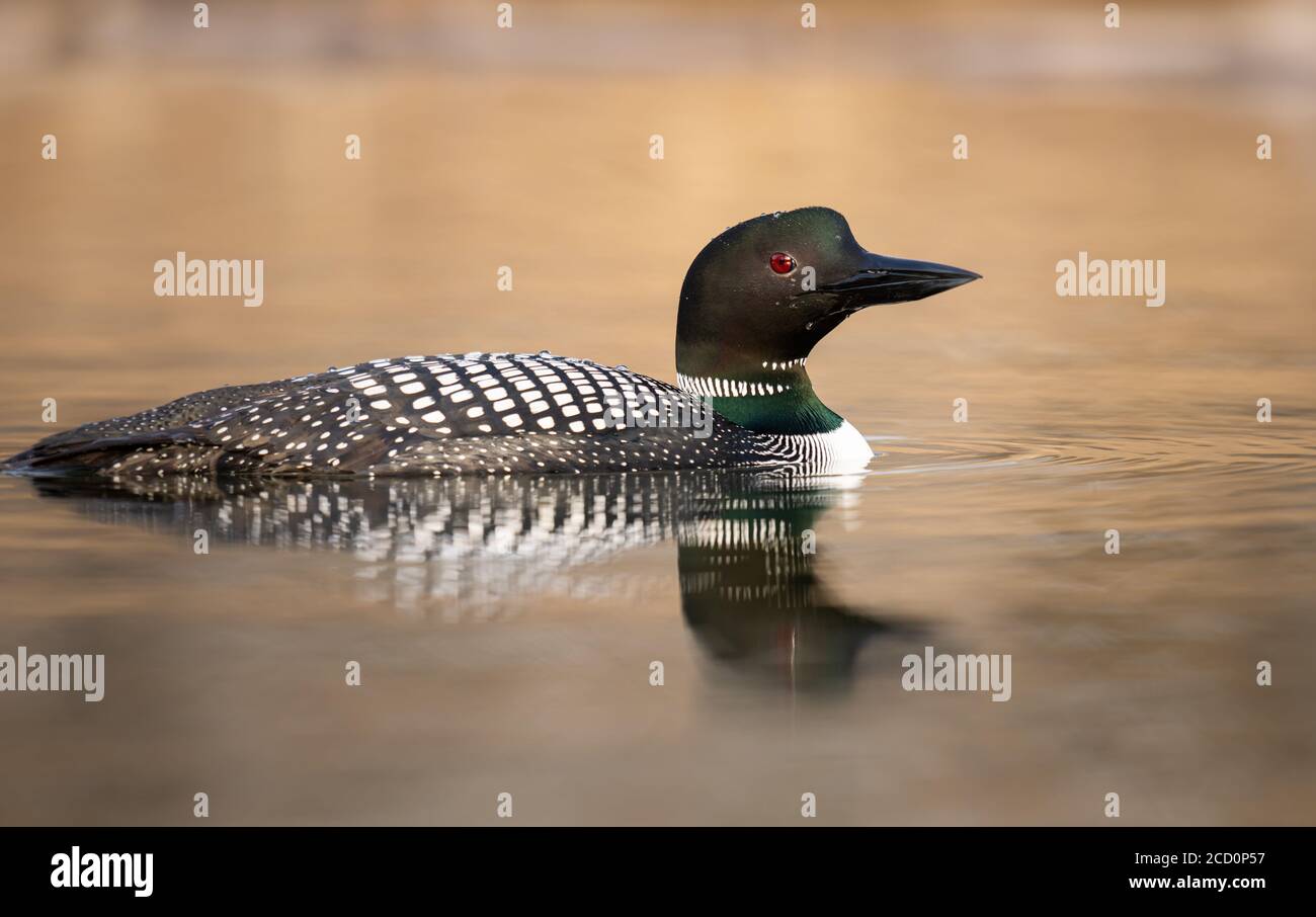 Canadian loon in the wild Stock Photo - Alamy