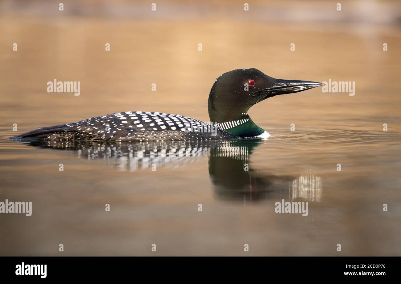 Canadian loon in the wild Stock Photo - Alamy