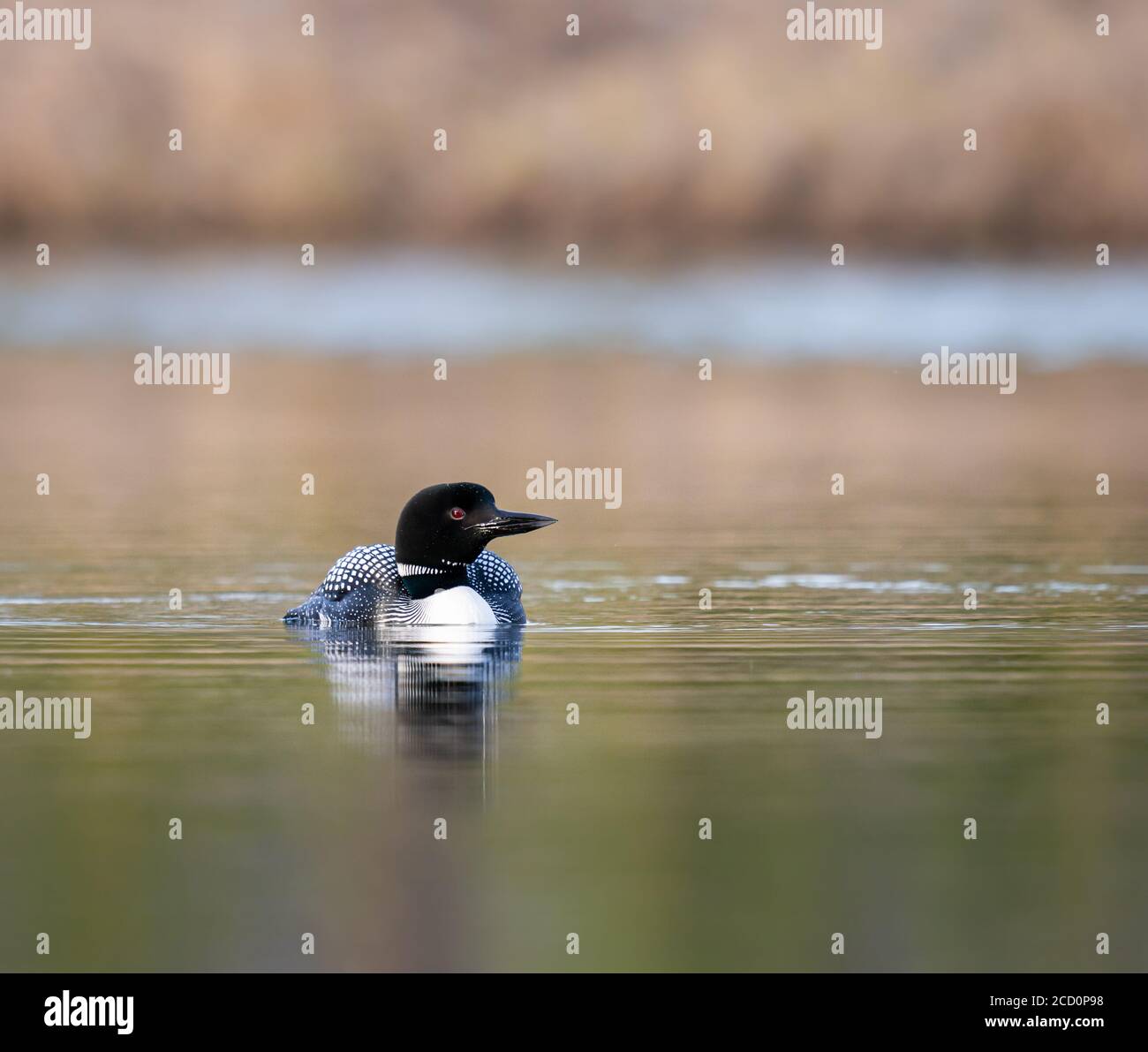 Canadian loon in the wild Stock Photo - Alamy