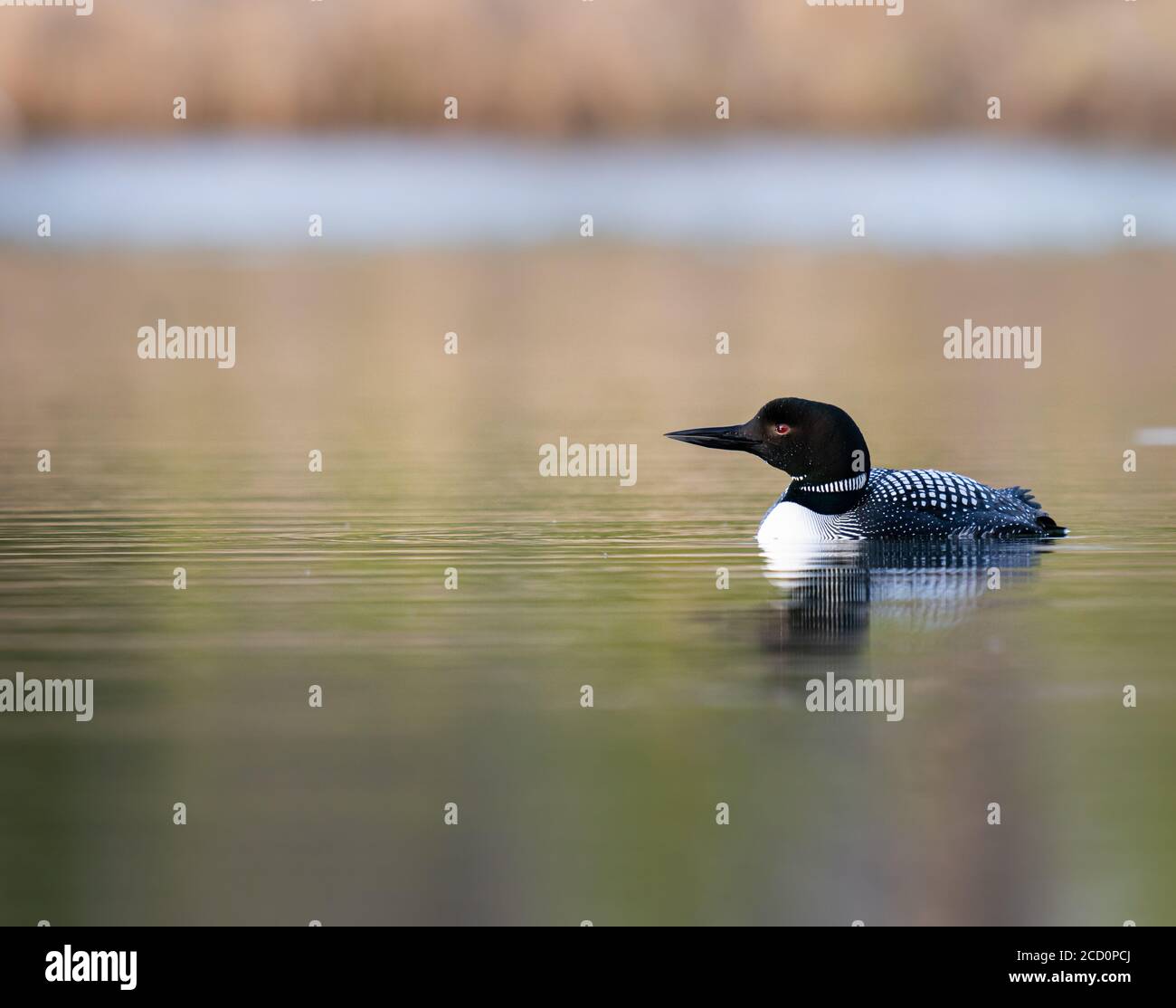 Canadian loon in the wild Stock Photo - Alamy