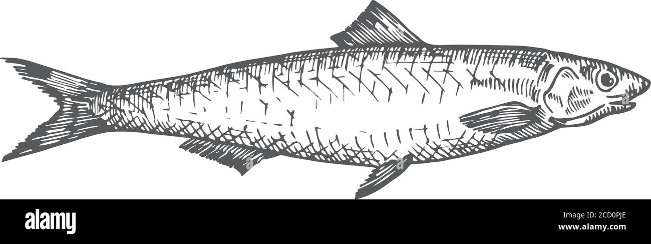Anchovy Hand Drawn Vector Illustration. Abstract Fish Sketch. Engraving ...