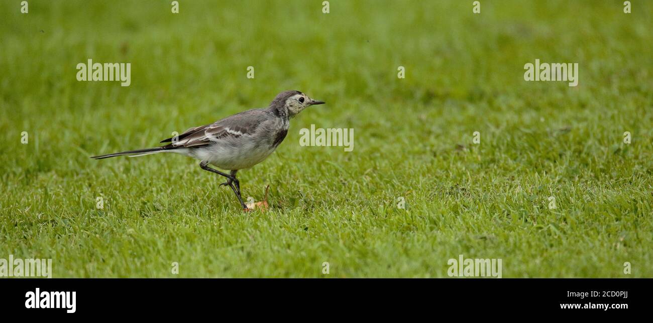 Pied wagtail uk flying hi-res stock photography and images - Alamy