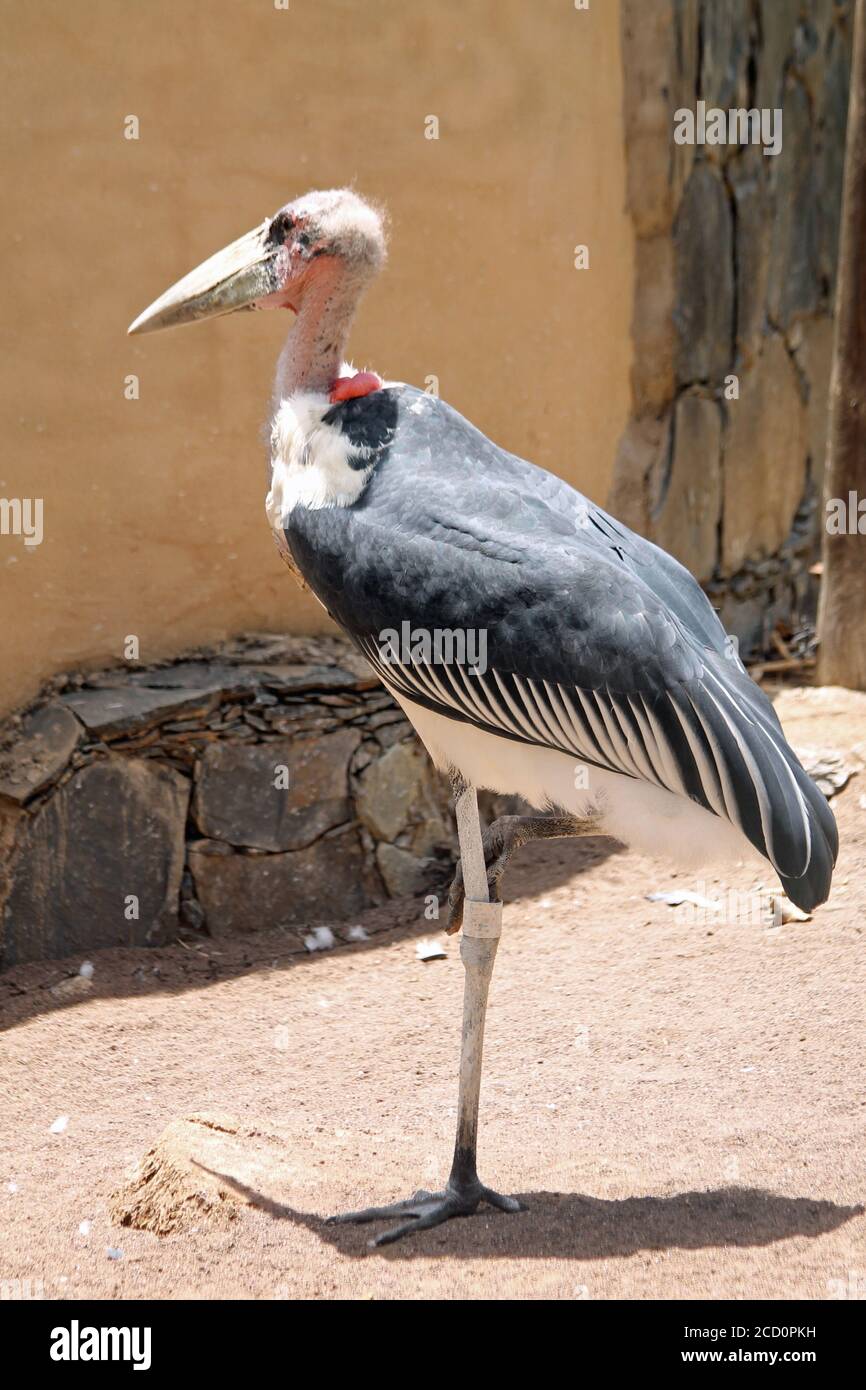 Marabou storch hi-res stock photography and images - Alamy