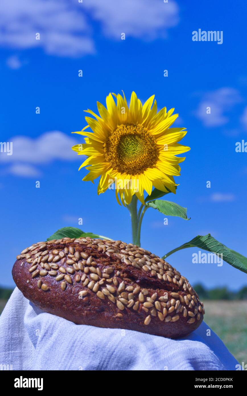 Colorful yellow sunflower with healthy loaf of wholegrain brown bread ...