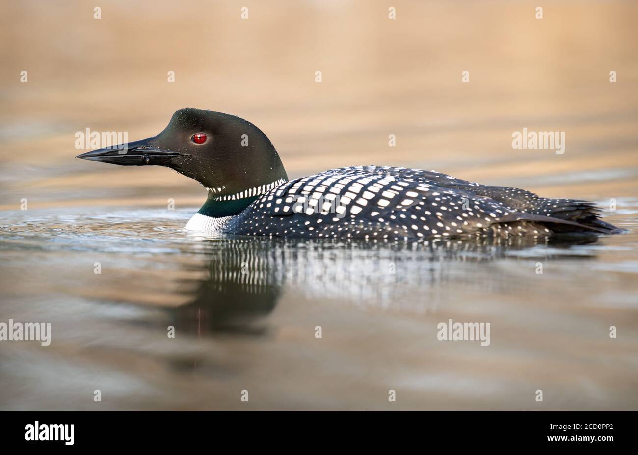 Canadian loon in the wild Stock Photo - Alamy