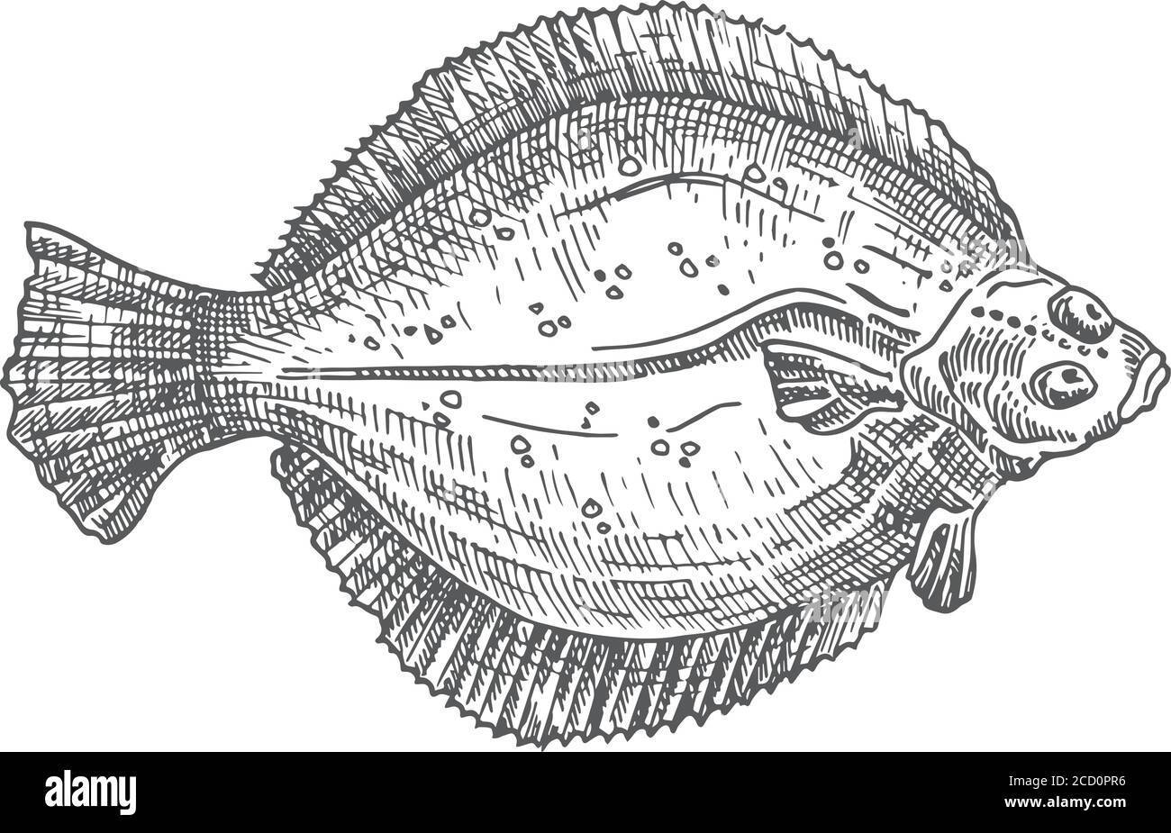 Flounder Hand Drawn Vector Illustration. Abstract Flat Fish Sketch ...