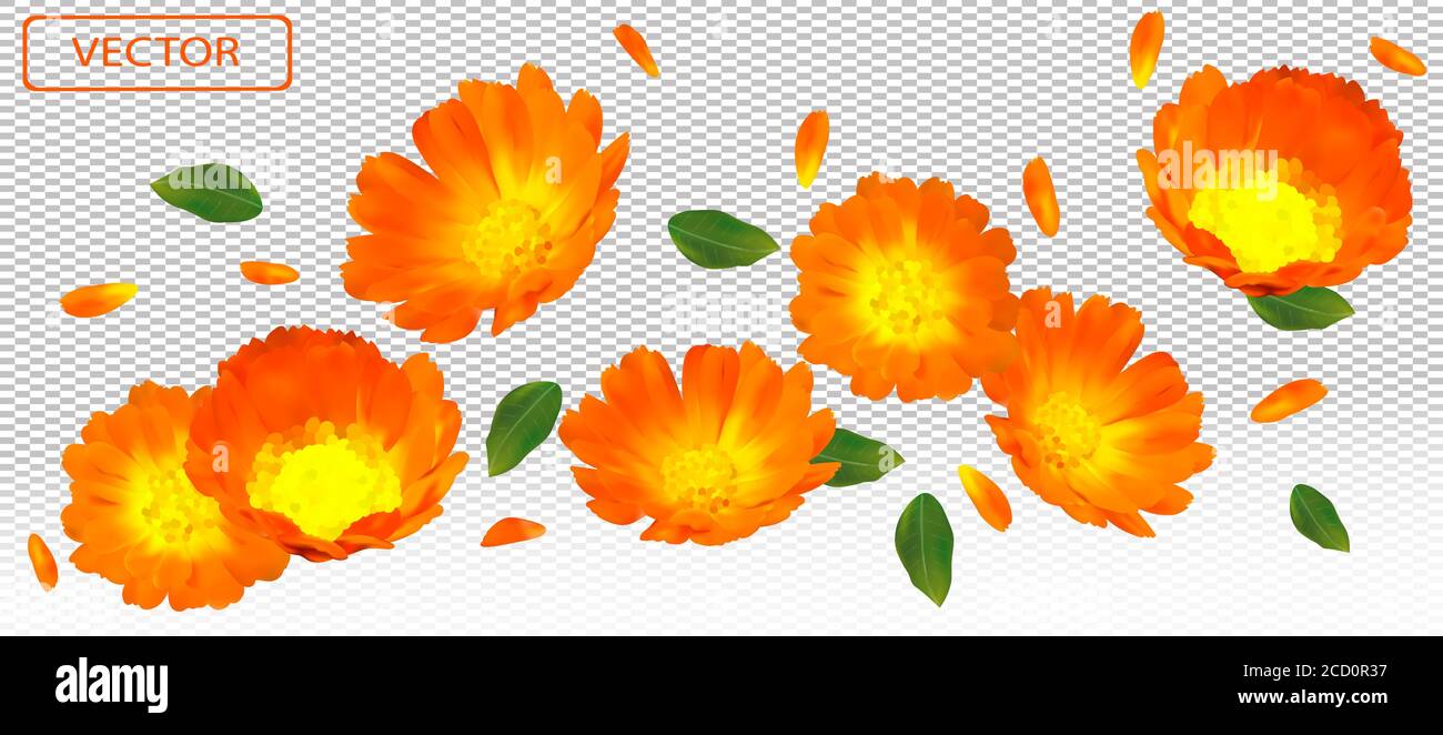 3D realistic marigold flower with green leaf. Yellow calendula flower ...