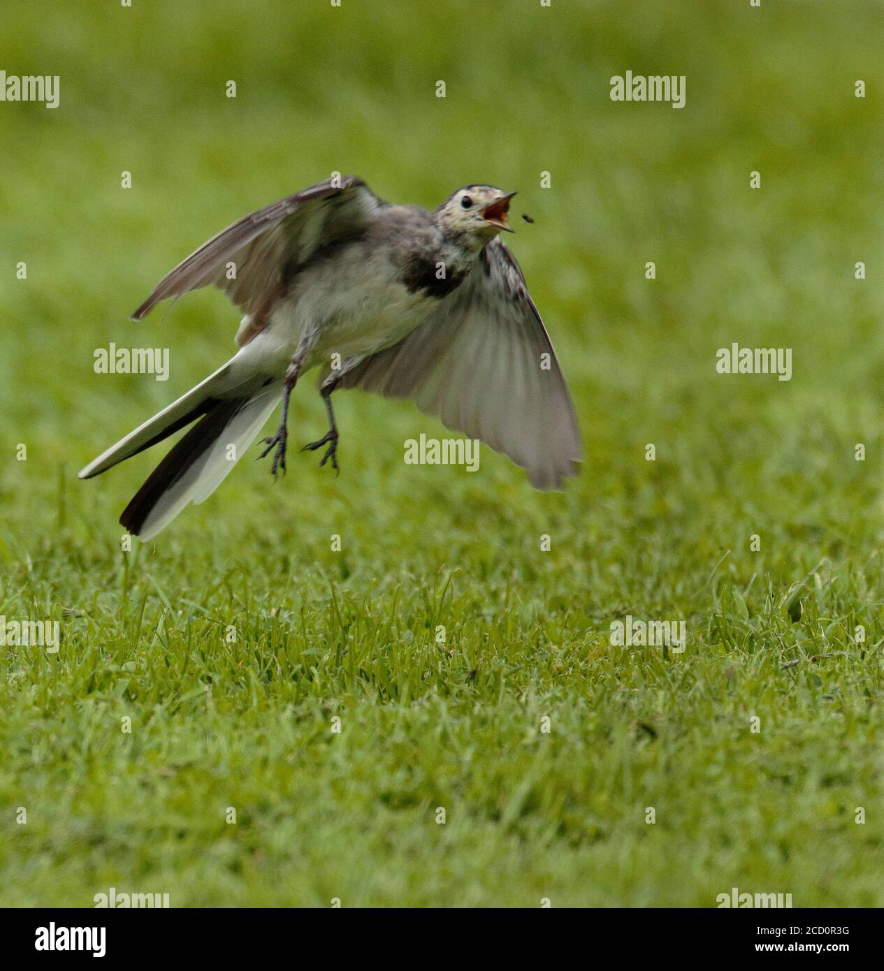 Pied Wagtail chasing insects Stock Photo - Alamy