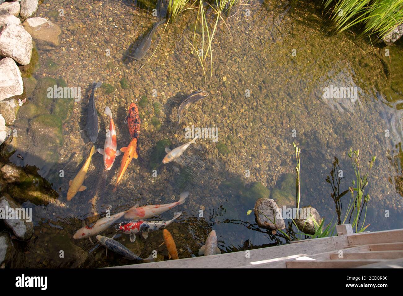 Top view shot koi fish hi-res stock photography and images - Alamy