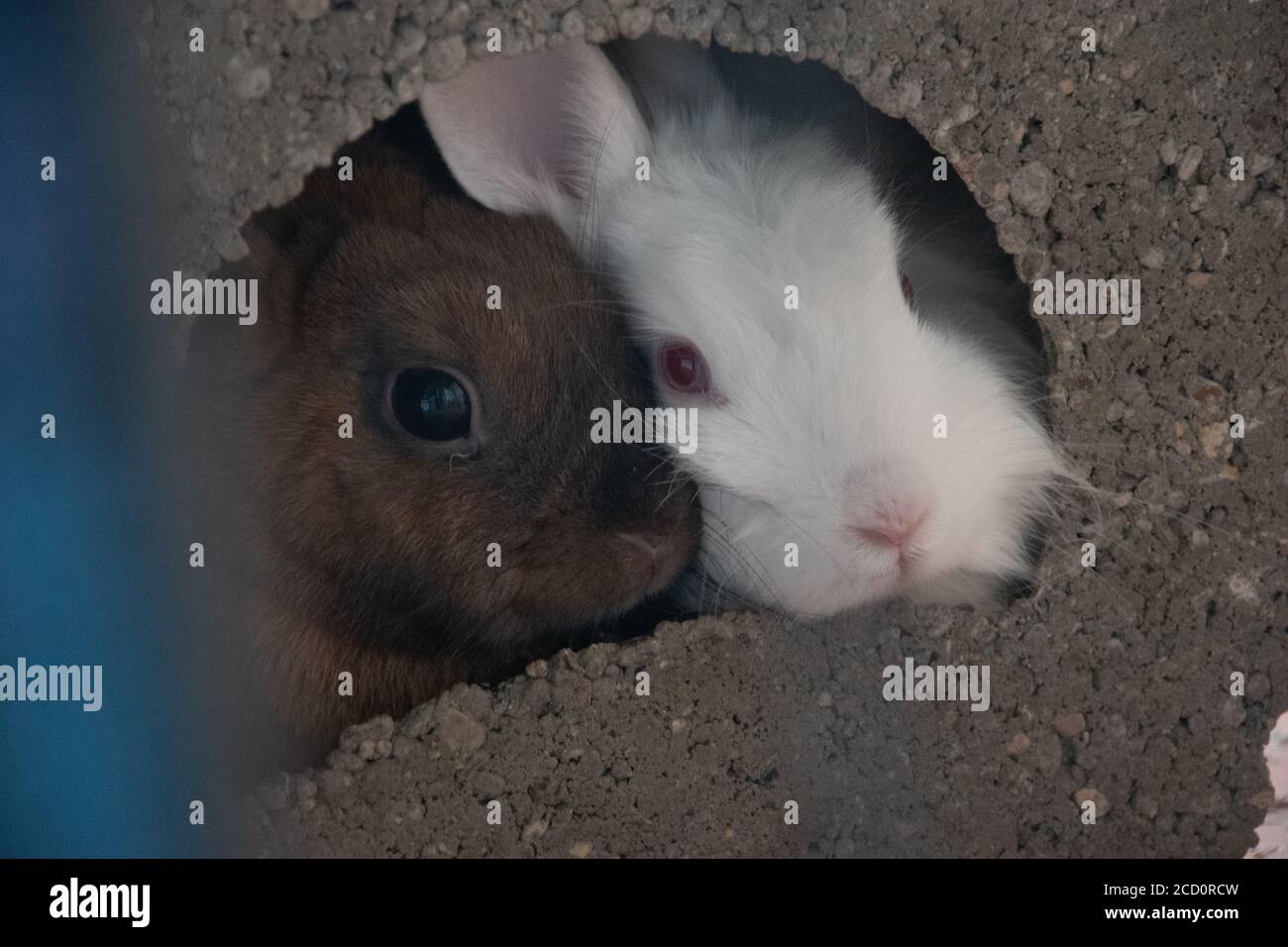 Closeup shot of two mice sneaking into a hole Stock Photo - Alamy