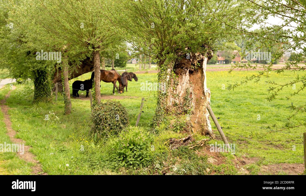 Landscape in Twente, the Netherlands Stock Photo - Alamy