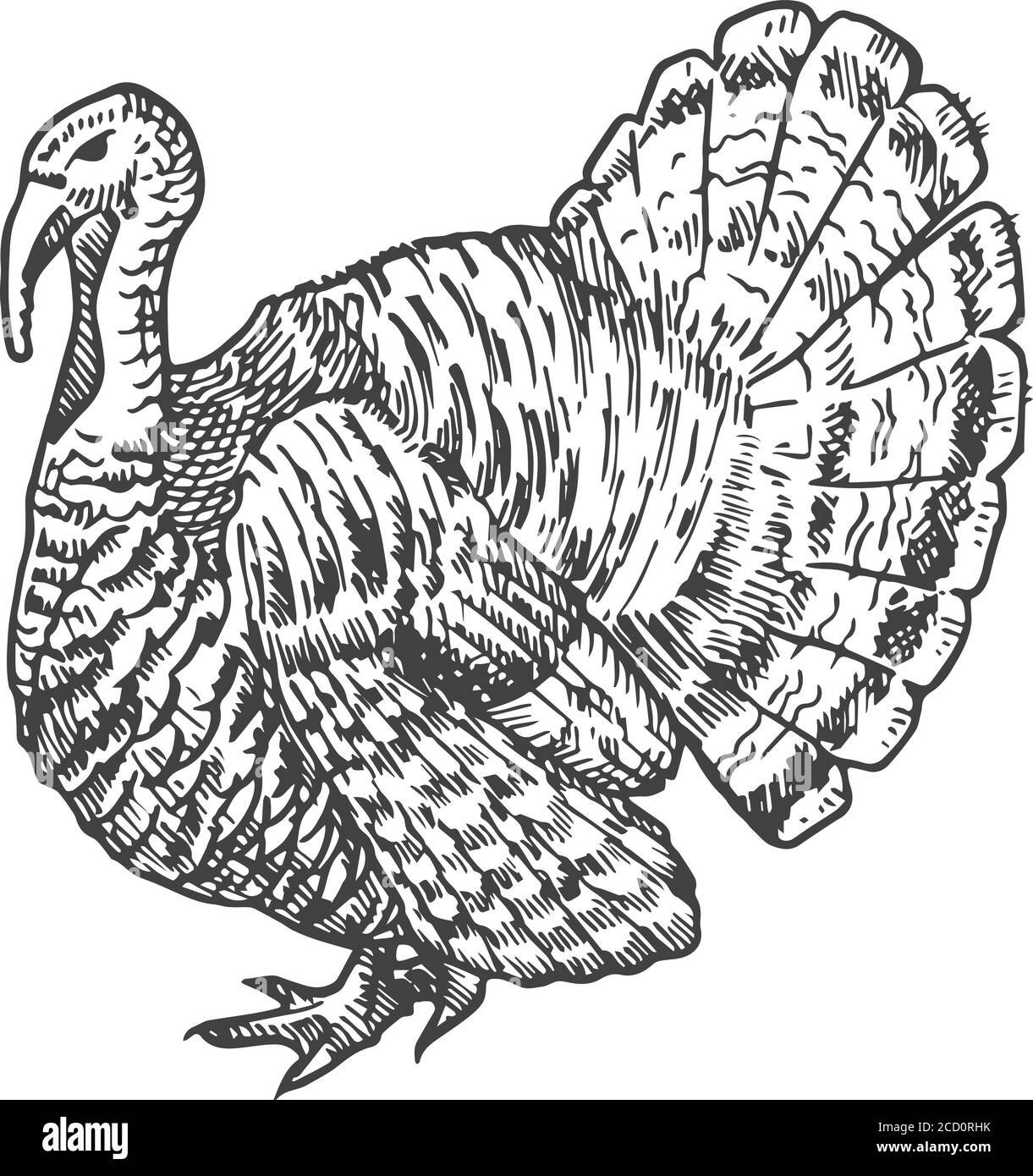 Turkey Hand Drawn Vector Illustration. Abstract Domestic Poultry Bird ...