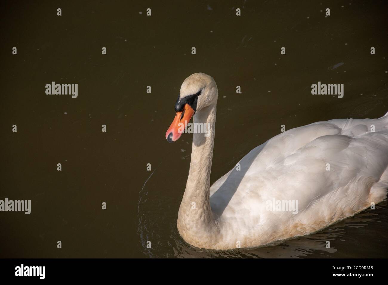 High angle shot of a swan under the sunlight Stock Photo - Alamy