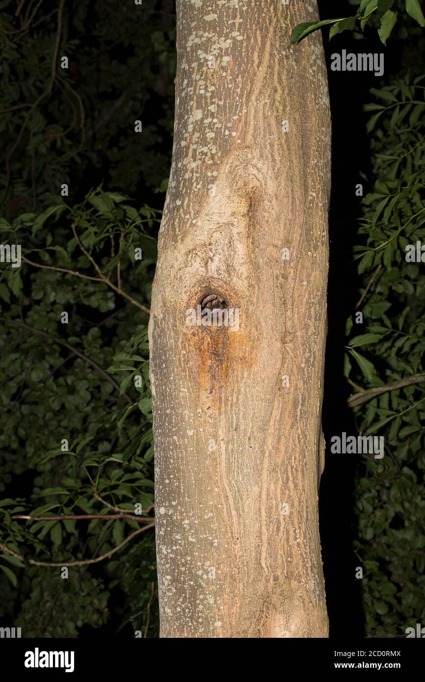 Nyctalus noctula hi-res stock photography and images - Alamy