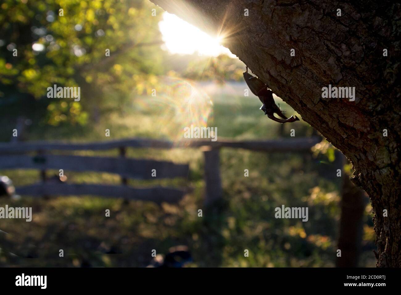 Vliegend hert, Stag beetle, Lucanus cervus Stock Photo - Alamy
