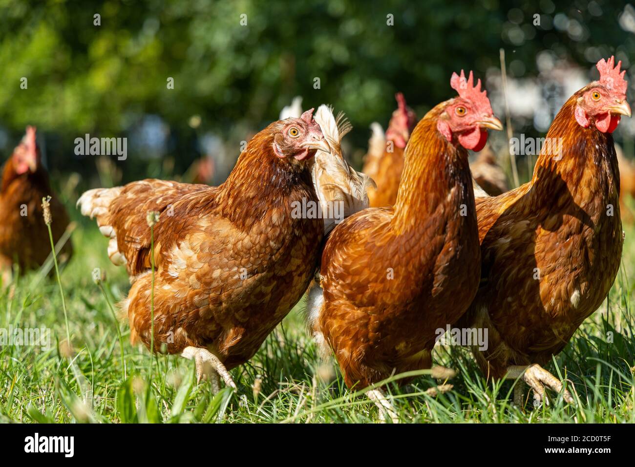 Free range organic chickens poultry in a country farm, germany Stock ...
