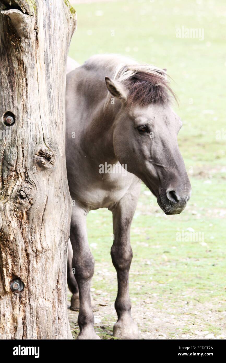 Tarpan equus ferus hi-res stock photography and images - Alamy