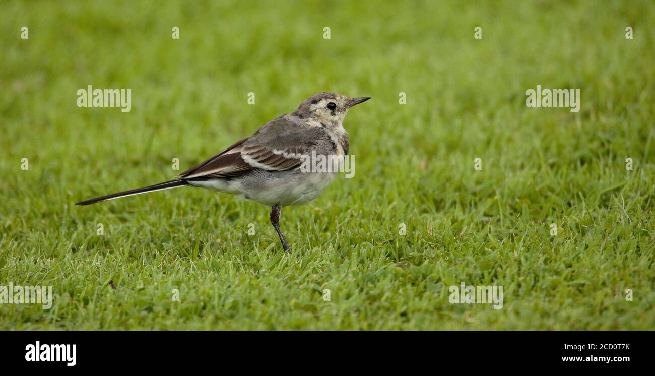 Pied Wagtail chasing insects Stock Photo - Alamy
