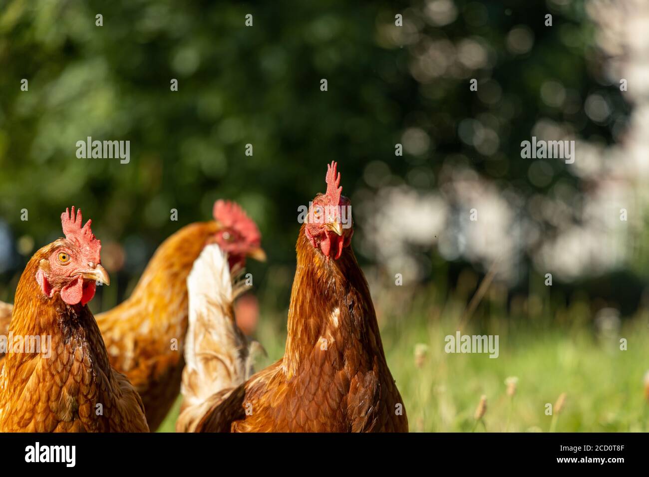 Free range organic chickens poultry in a country farm, germany Stock ...