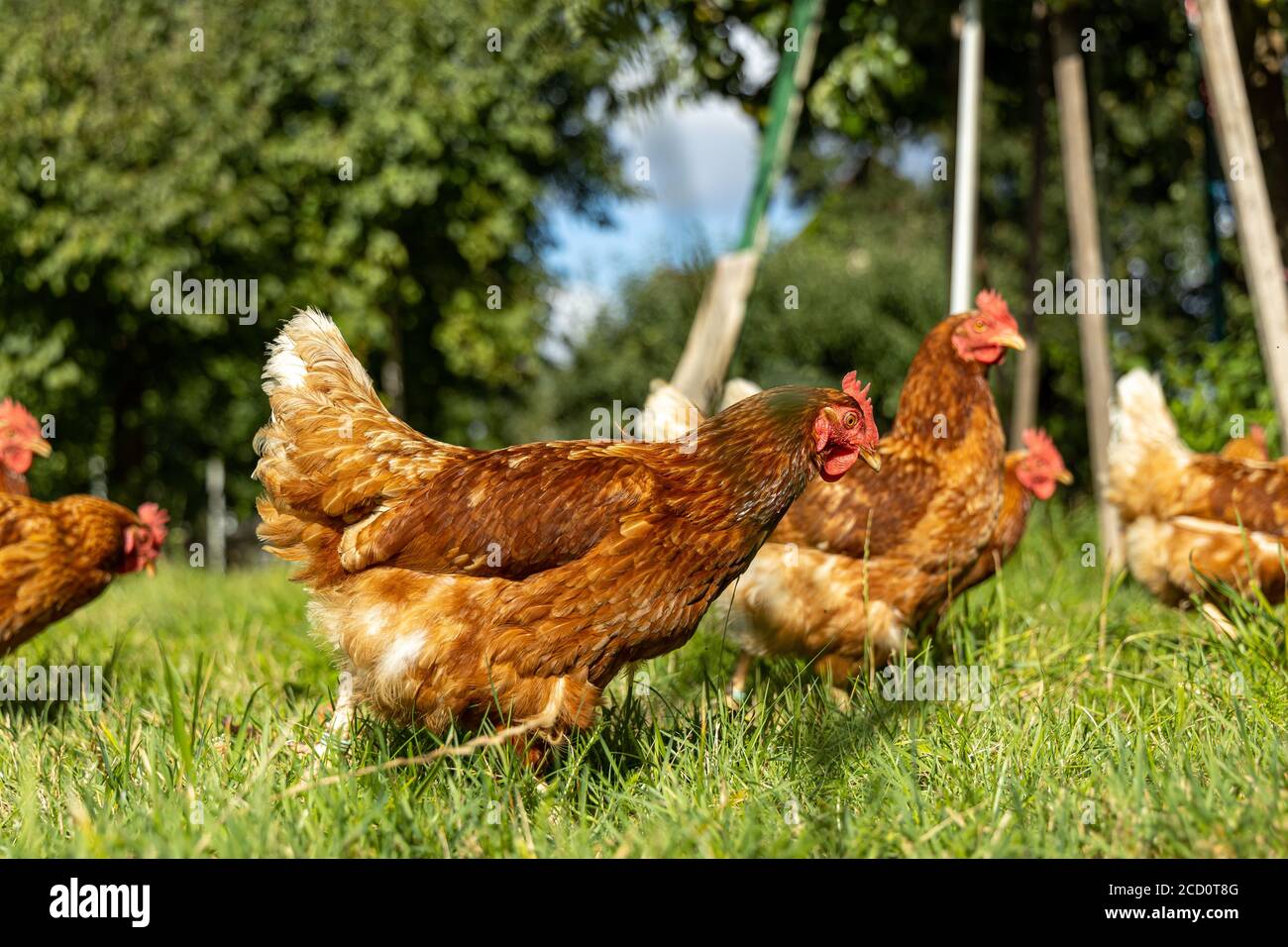 Free range organic chickens poultry in a country farm, germany Stock ...