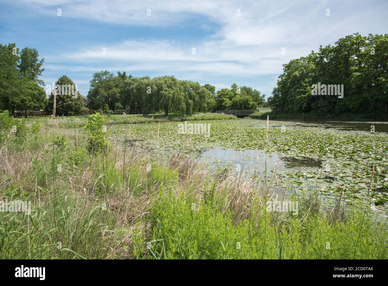 Wetland freshwater lake with lotus leaves surrounded by grassy meadow ...