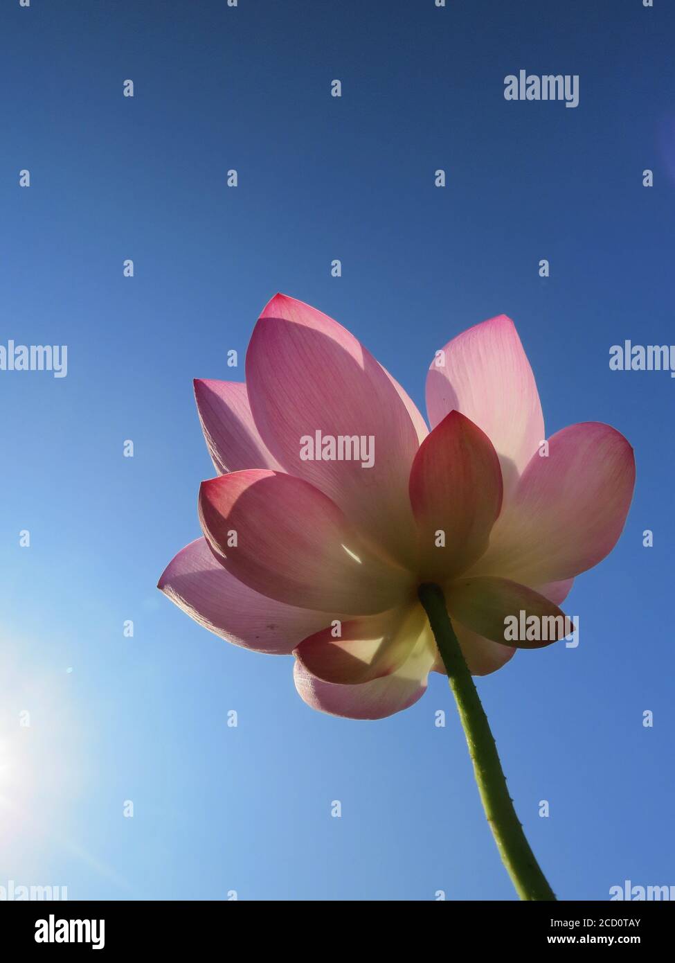 Blue lotus bud hi-res stock photography and images - Alamy