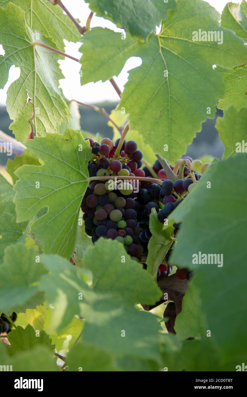 Closeup shot of red grapes growing on a tree Stock Photo - Alamy
