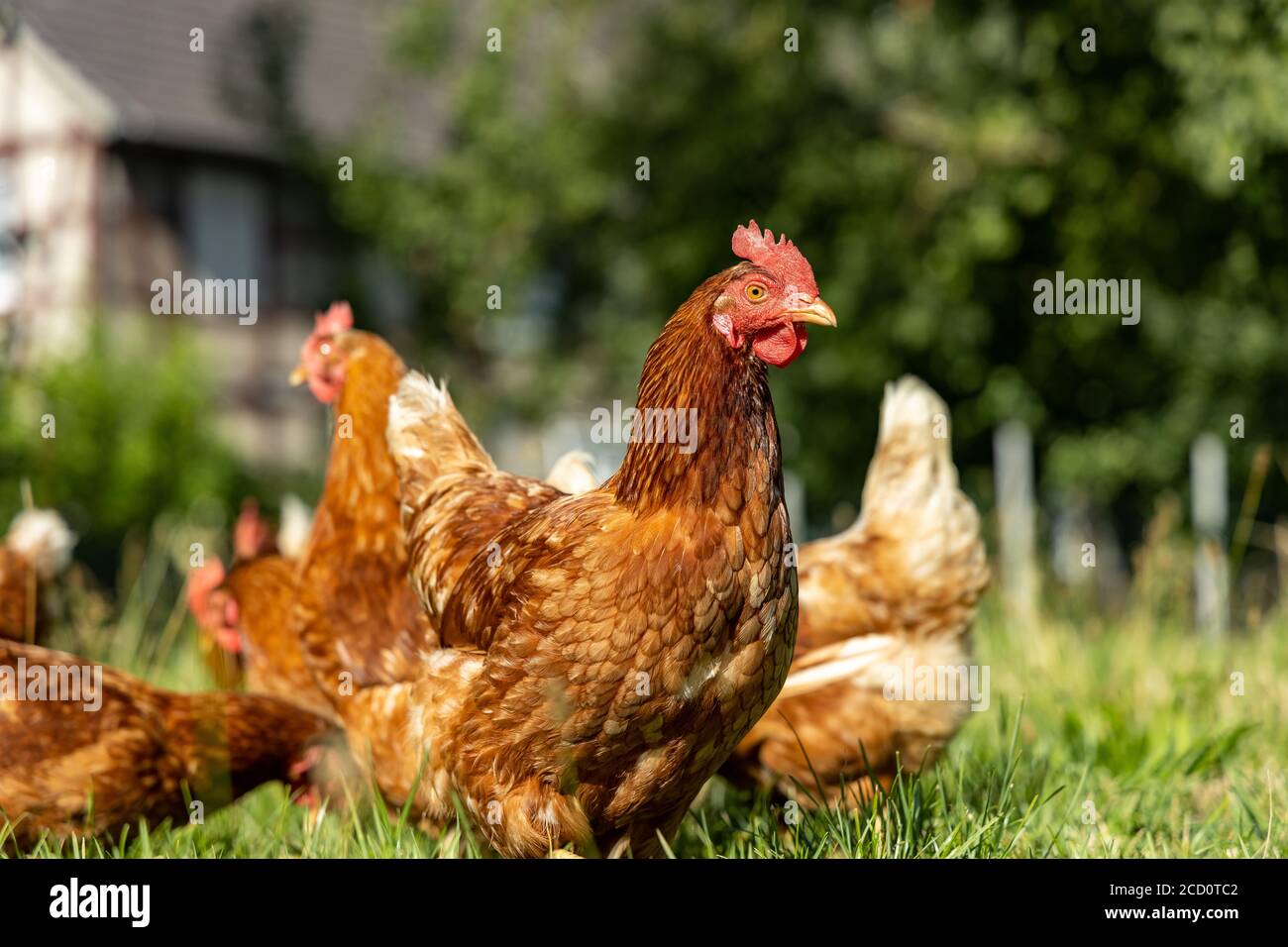 Free range organic chickens poultry in a country farm, germany Stock ...
