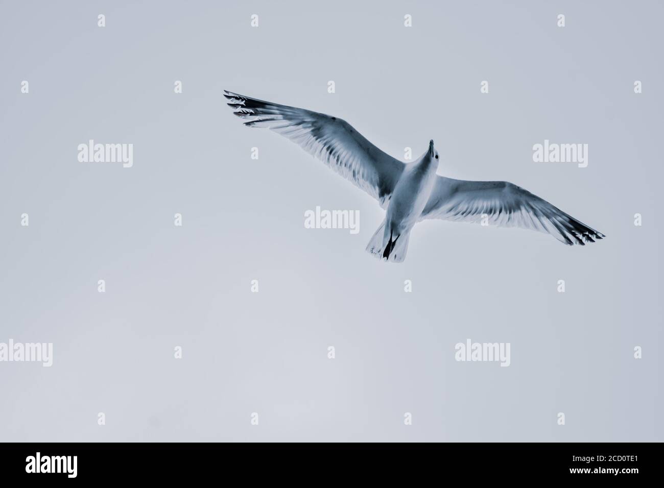 Low angle shot of a flying gull bird with its wings spread wide Stock ...