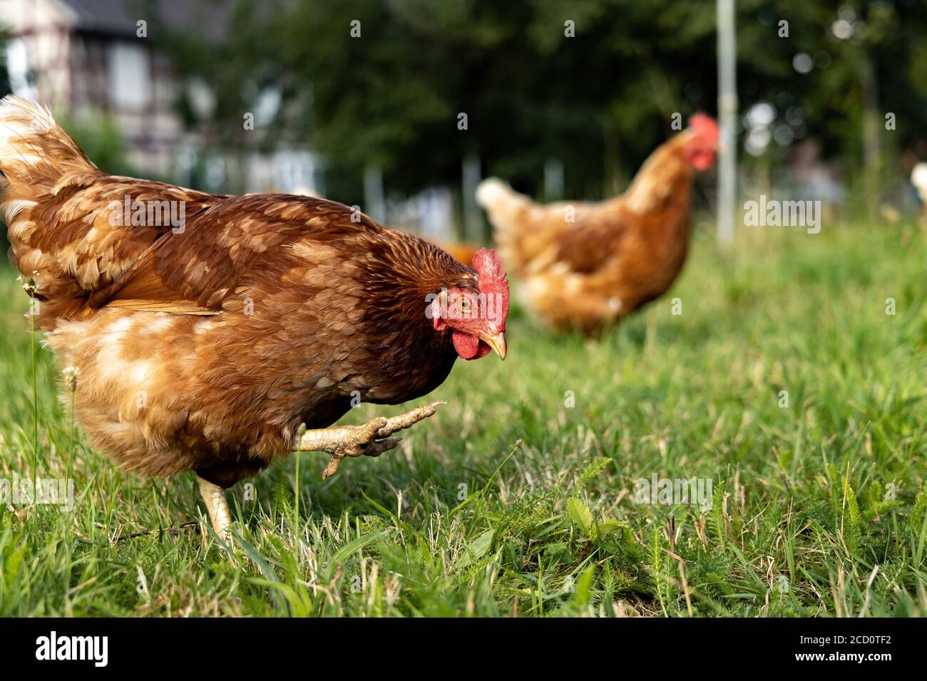 Free range organic chickens poultry in a country farm, germany Stock ...