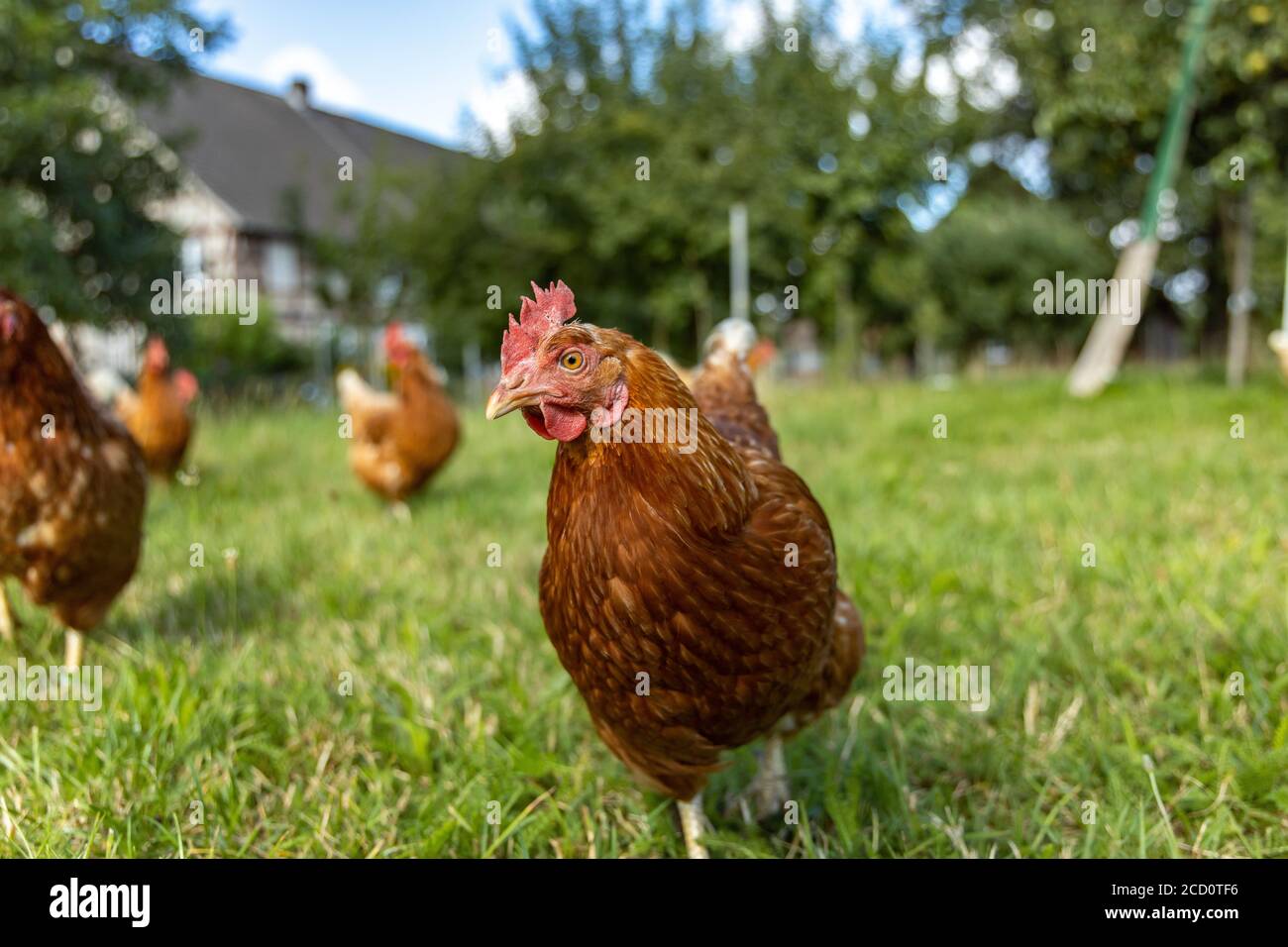 Free range organic chickens poultry in a country farm, germany Stock ...