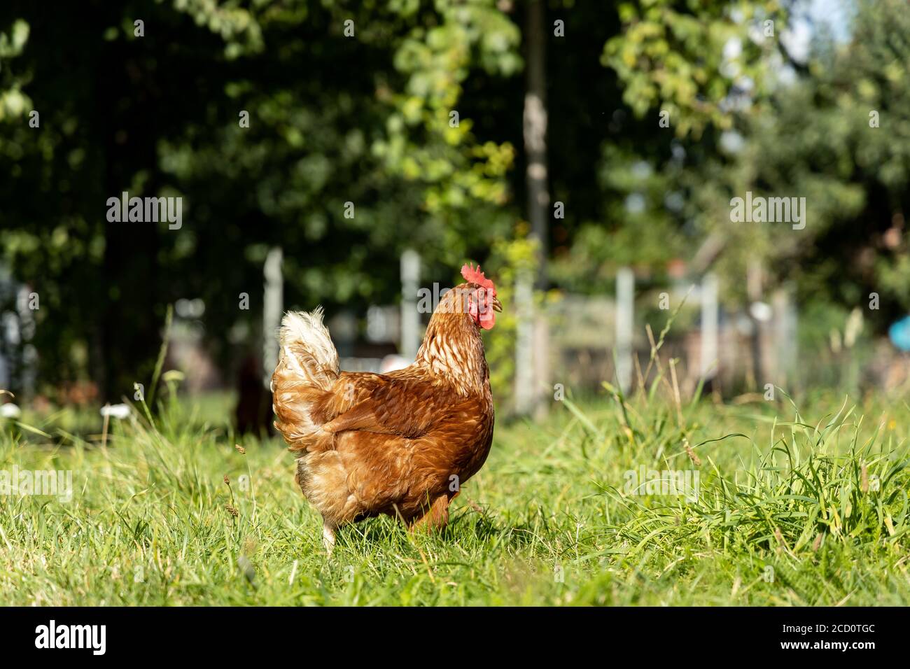 Free range organic chickens poultry in a country farm, germany Stock ...
